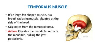 Lec-2- MUSCULAR SYSTEM -Muscles of head,Face and Neck.pptx