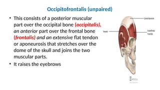 Lec-2- MUSCULAR SYSTEM -Muscles of head,Face and Neck.pptx