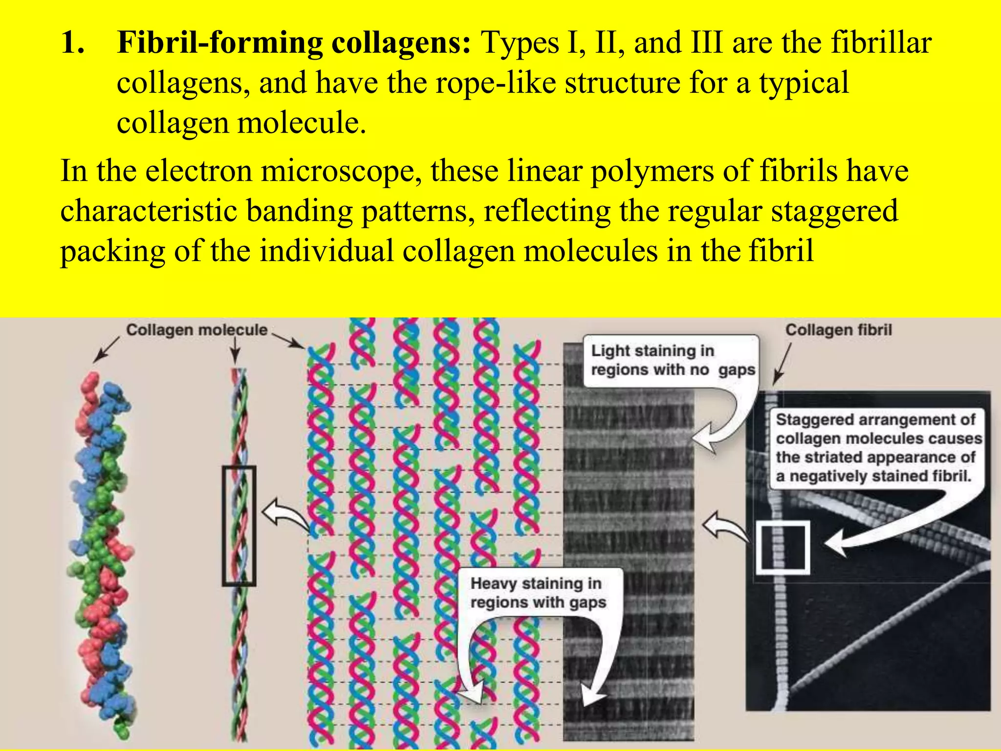 Lec.5 fibrous proteins. copy | PPTX