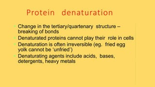 Lec.3 protein chem.classification | PPTX