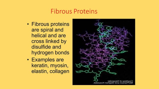 Lec.3 protein chem.classification | PPT