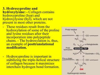 Lec.5 fibrous proteins. | PPTX | Chemistry | Science