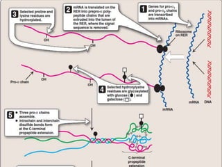 Lec.5 fibrous proteins. | PPTX | Chemistry | Science
