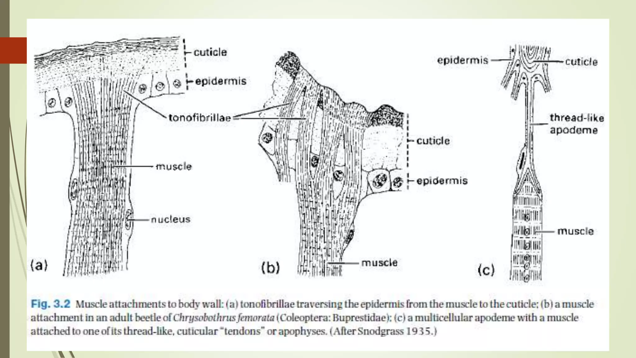 Insect Muscular System | PPTX