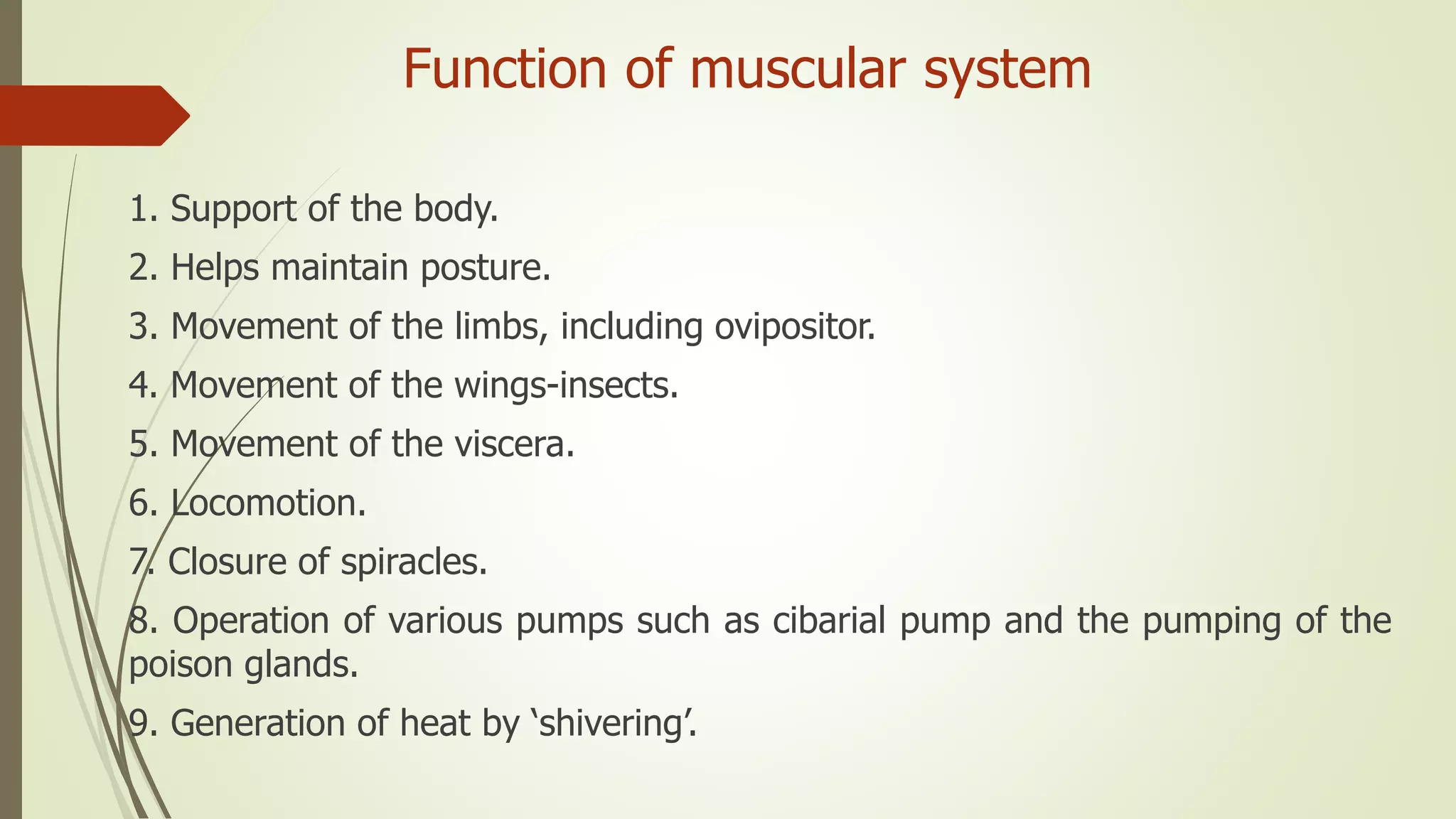 Insect Muscular System | PPTX