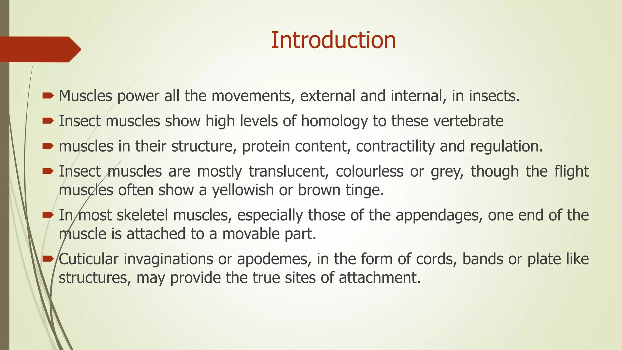 Insect Muscular System | PPTX