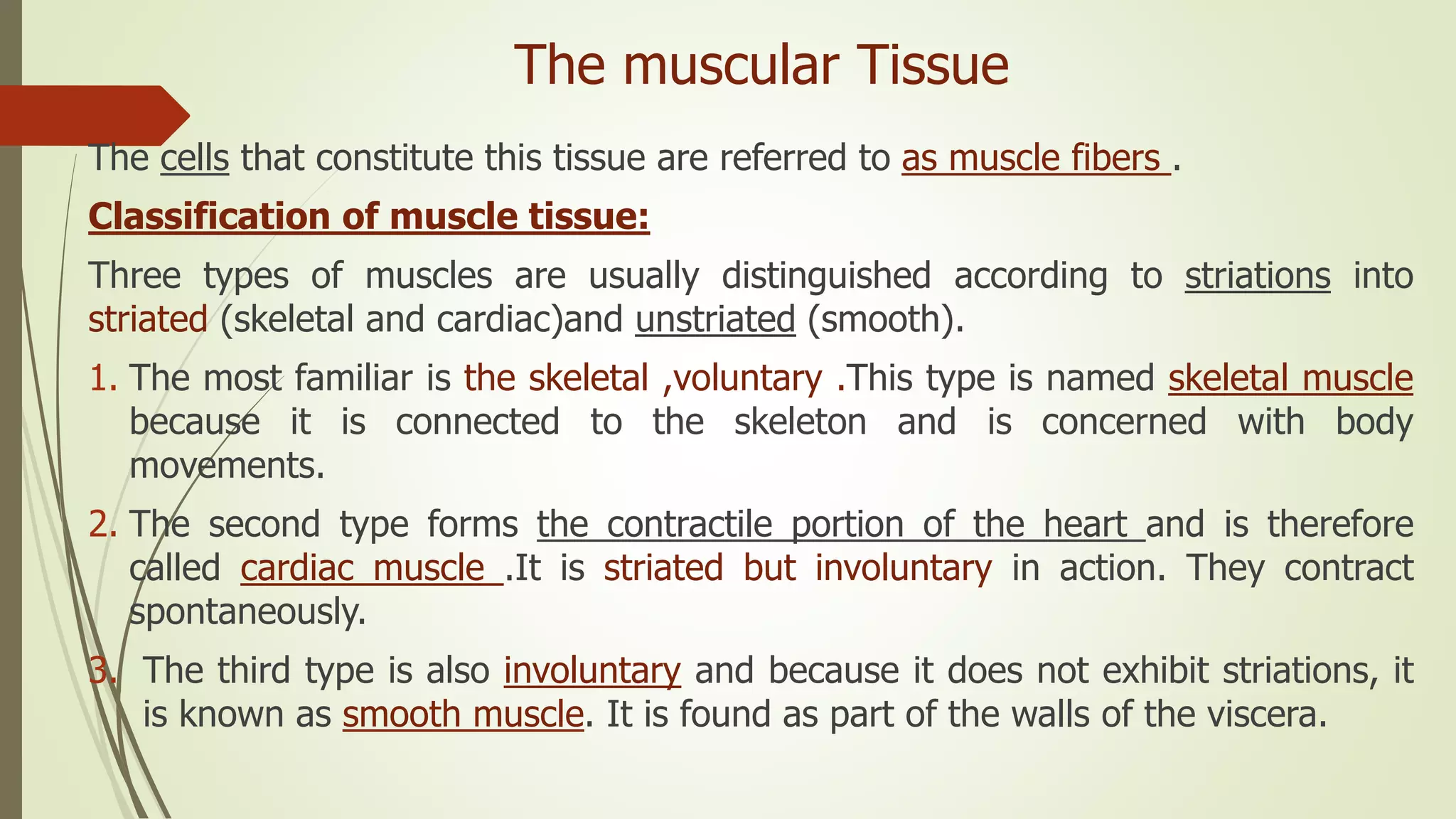 Insect Muscular System | PPTX