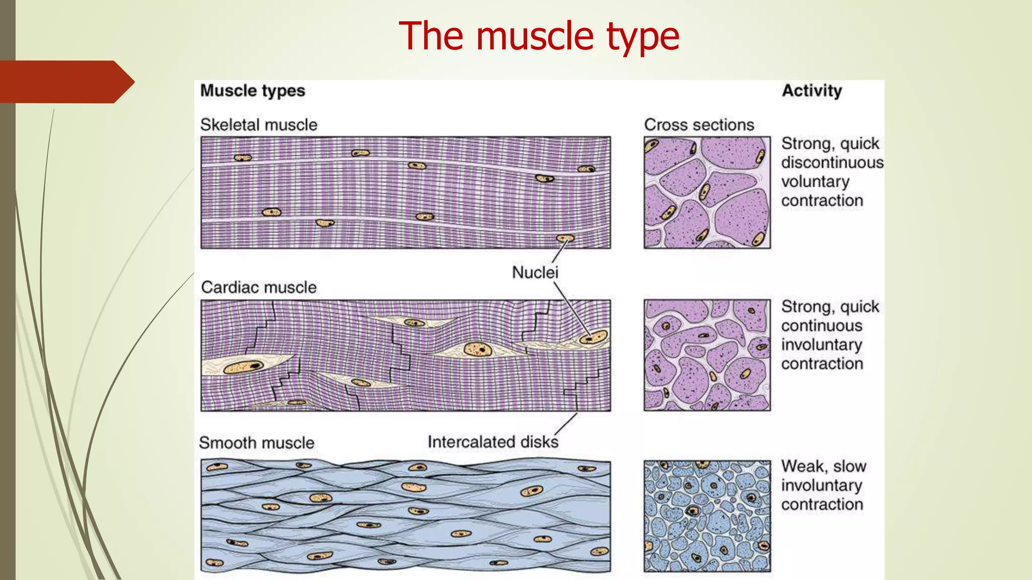 Insect Muscular System | PPTX