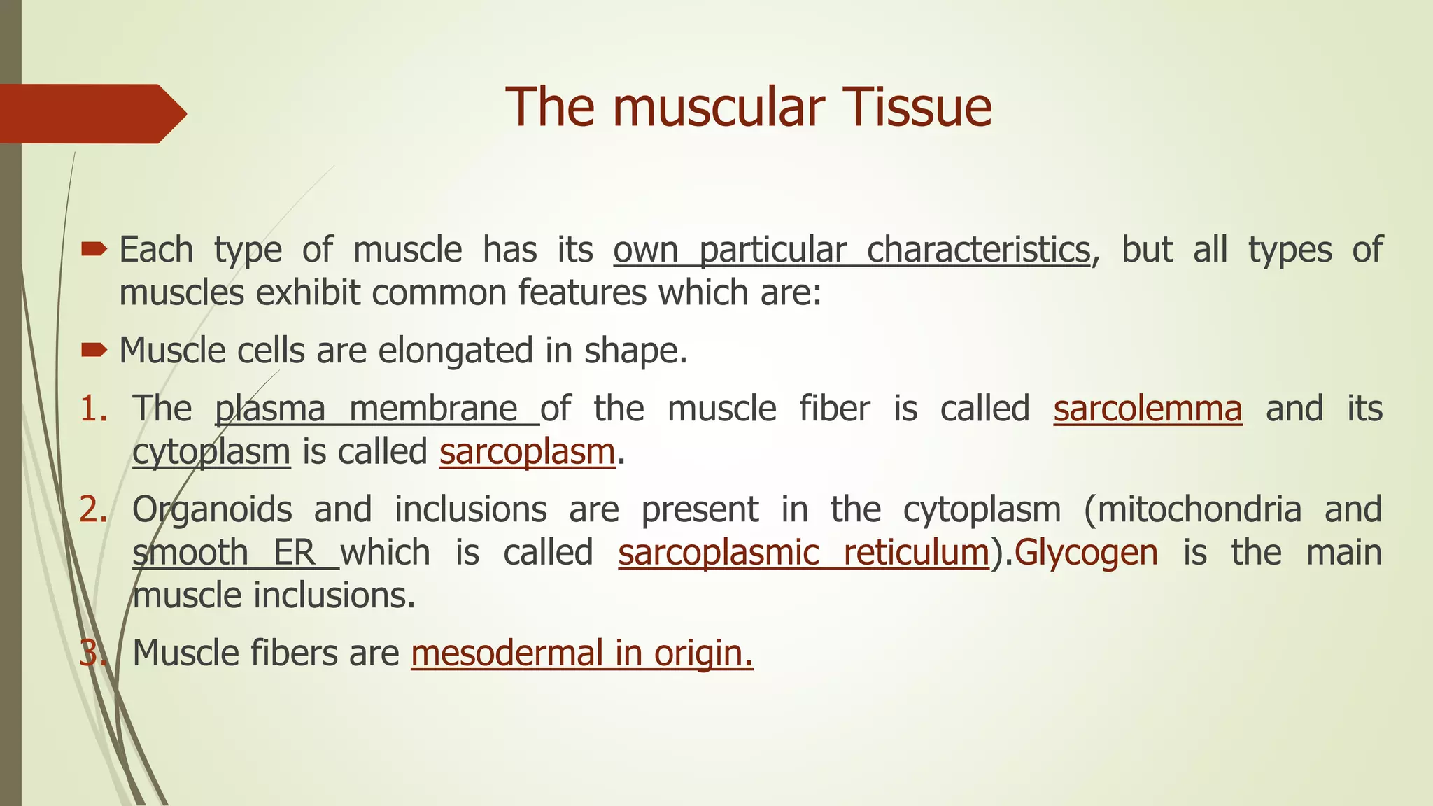 Insect Muscular System | PPTX