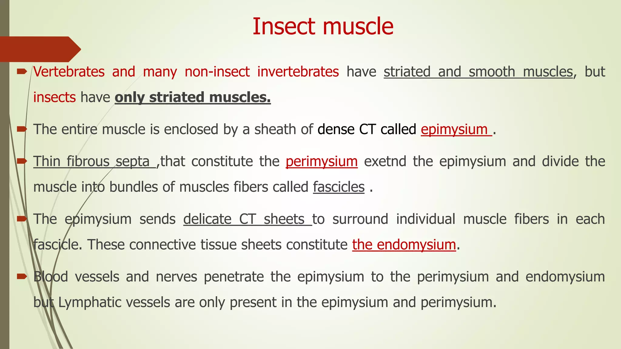Insect Muscular System | PPTX