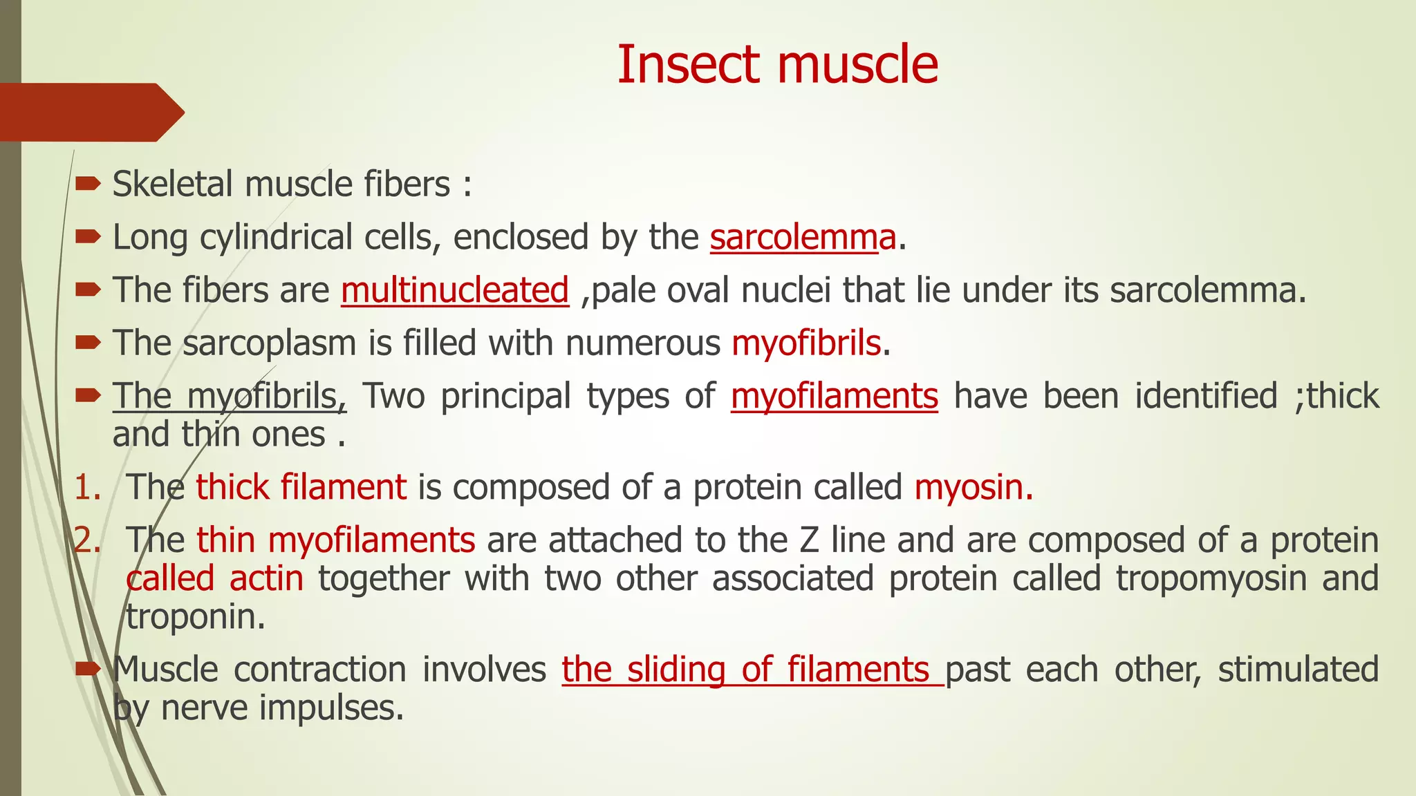 Insect Muscular System | PPTX