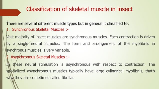 Insect Muscular System | PPTX | Biological Sciences | Science