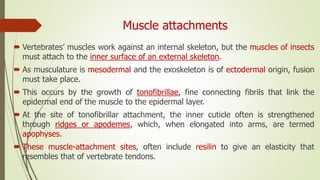 Insect Muscular System | PPTX