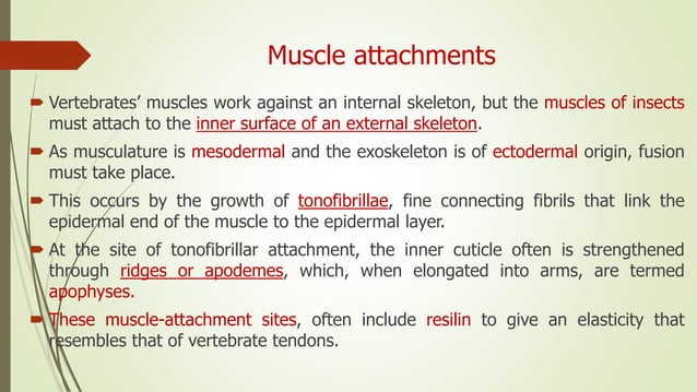 Insect Muscular System | PPTX | Biological Sciences | Science