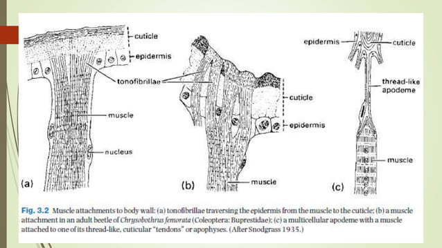 Insect Muscular System | PPTX | Biological Sciences | Science