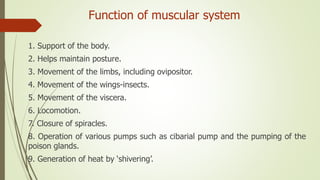 Insect Muscular System | PPTX