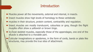 Insect Muscular System | PPTX