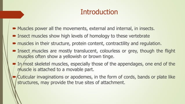 Insect Muscular System | PPTX | Biological Sciences | Science
