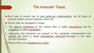 Insect Muscular System | PPTX