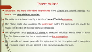Insect Muscular System | PPTX