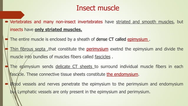Insect Muscular System | PPTX | Biological Sciences | Science