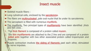 Insect Muscular System | PPTX