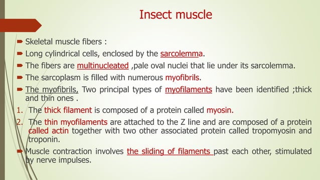 Insect Muscular System | PPTX | Biological Sciences | Science