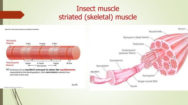 Insect Muscular System | PPTX | Biological Sciences | Science