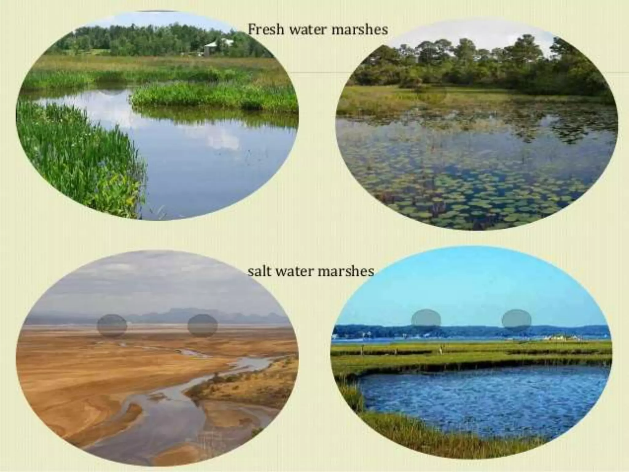 Flooded soils – formation, characteristics and management | PDF