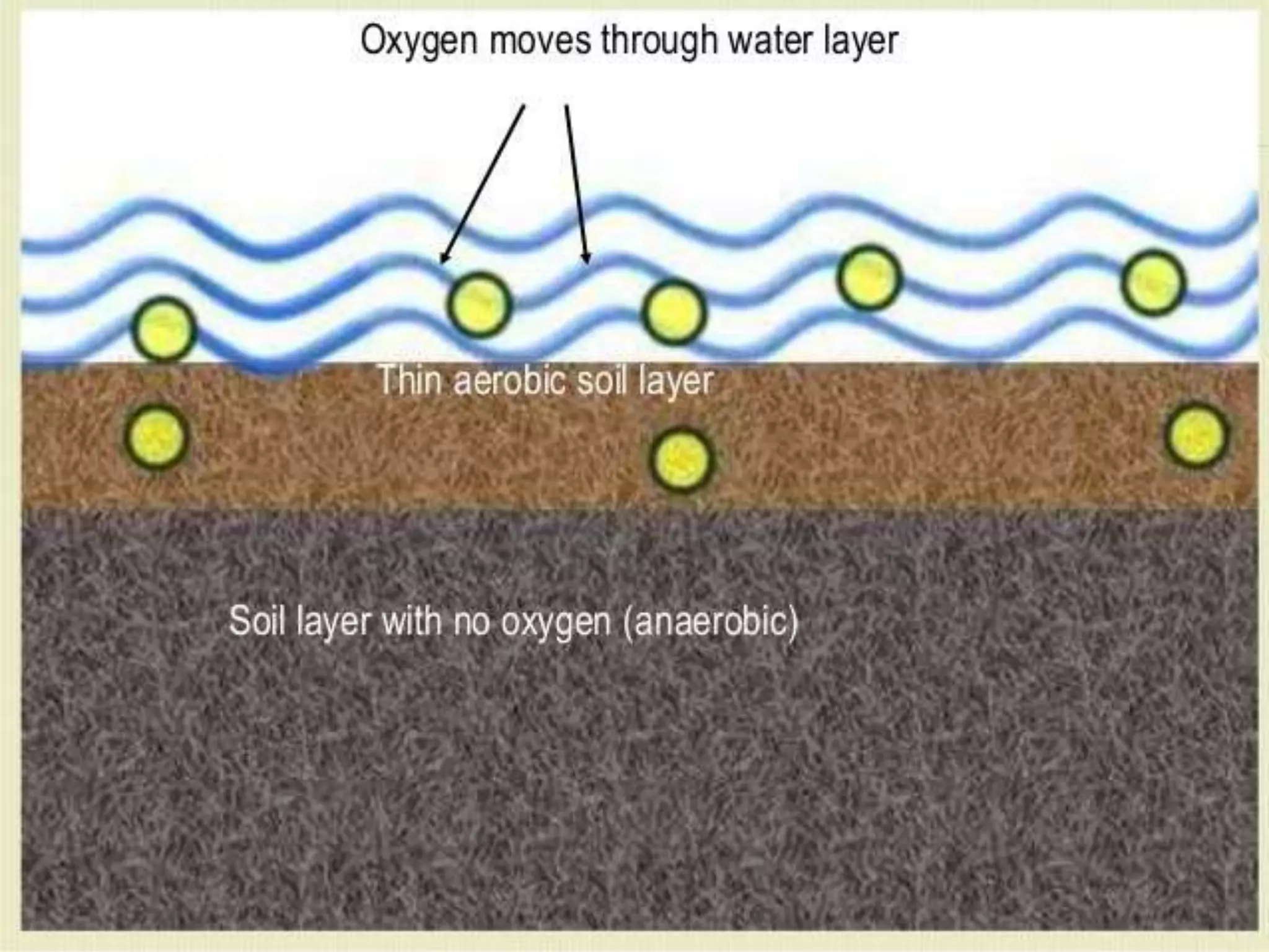 Flooded soils – formation, characteristics and management | PDF