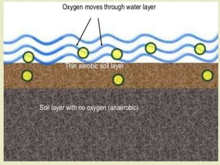 Flooded soils – formation, characteristics and management | PDF