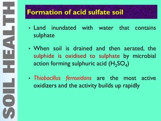 Acid soil and acid sulphate soil, genesis and characteristics | PDF