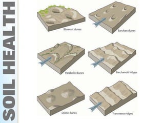 Soil crusting, soil compaction, sub soil hard pan, sand dunes and ...