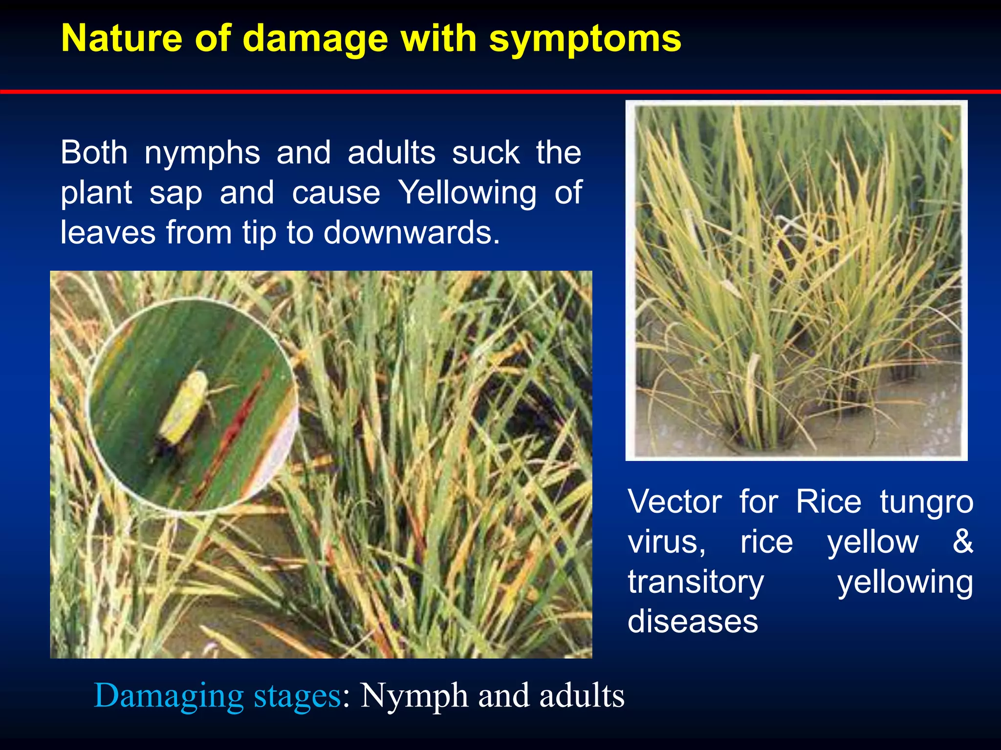 Lec. 2 rkp pcgm_paddy | PPT