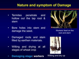 Lec. 3 rkp pcgm_wheat, maize, sorghum | PPT