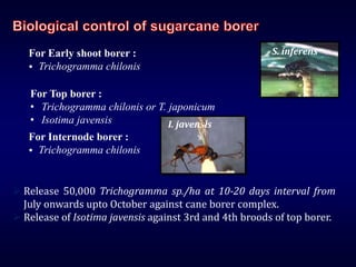 Lec. 7 rkp pcgm_sugarcane | PPT