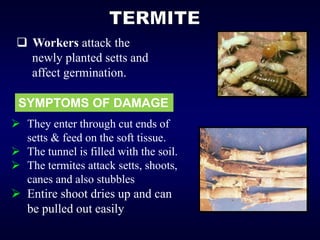 Lec. 7 rkp pcgm_sugarcane | PPT
