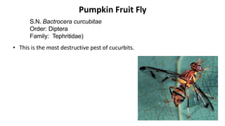 Lec. 12 rkp pcgm_cucurbits | PPTX