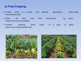Lec. 8 rkp pidm_cultural methods | PPT