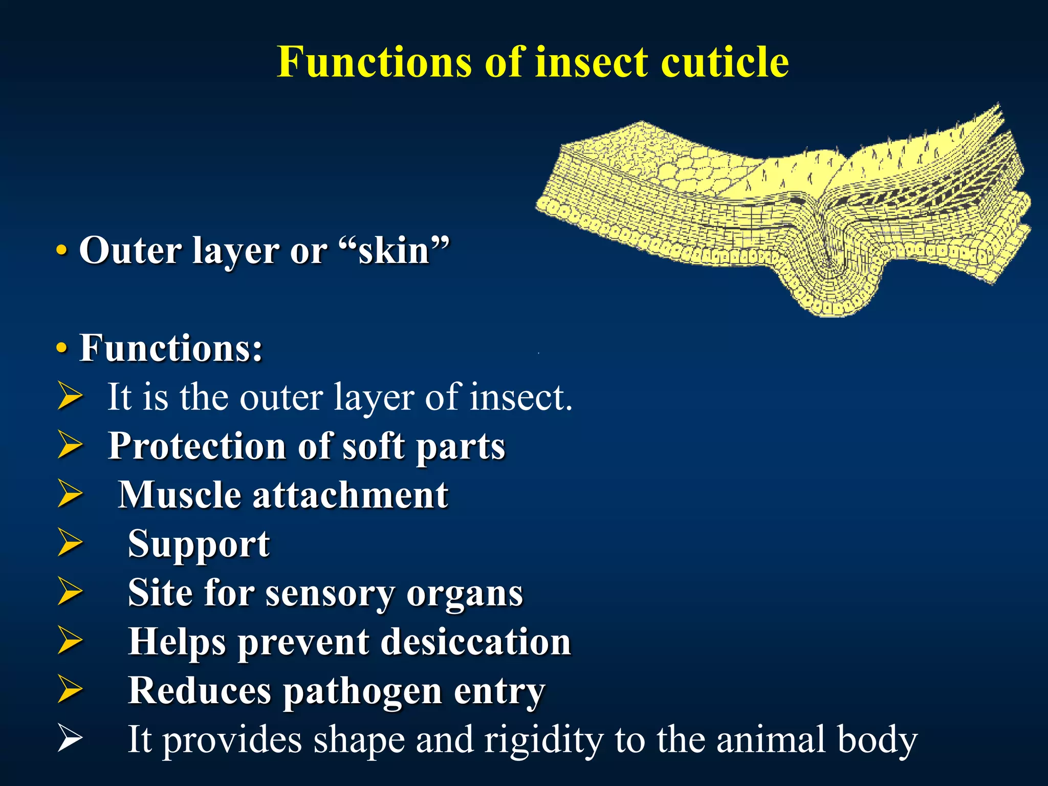 Lec. 5 insect cuticles.ppt