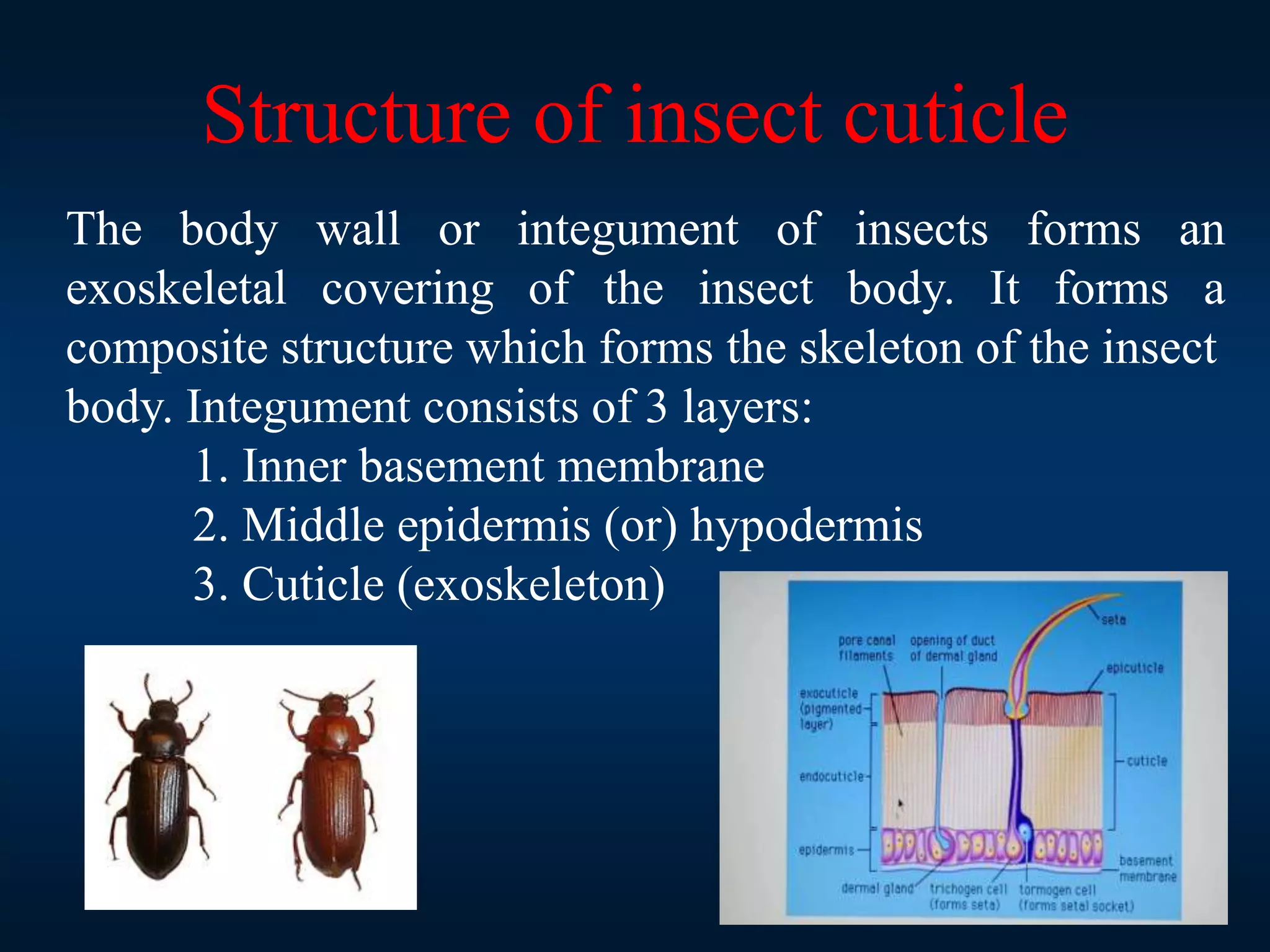 Lec. 5 insect cuticles.ppt