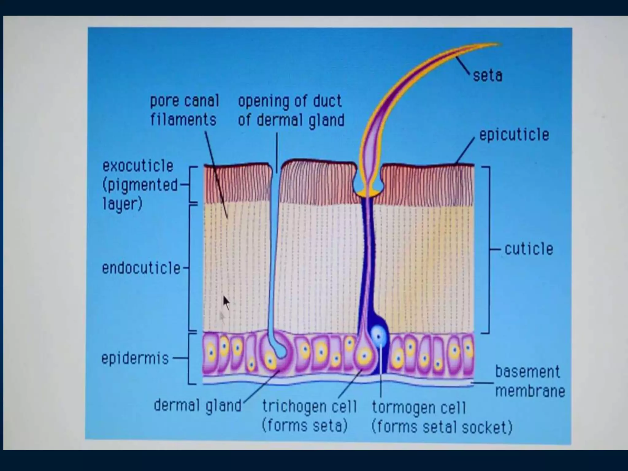 Lec. 5 insect cuticles.ppt