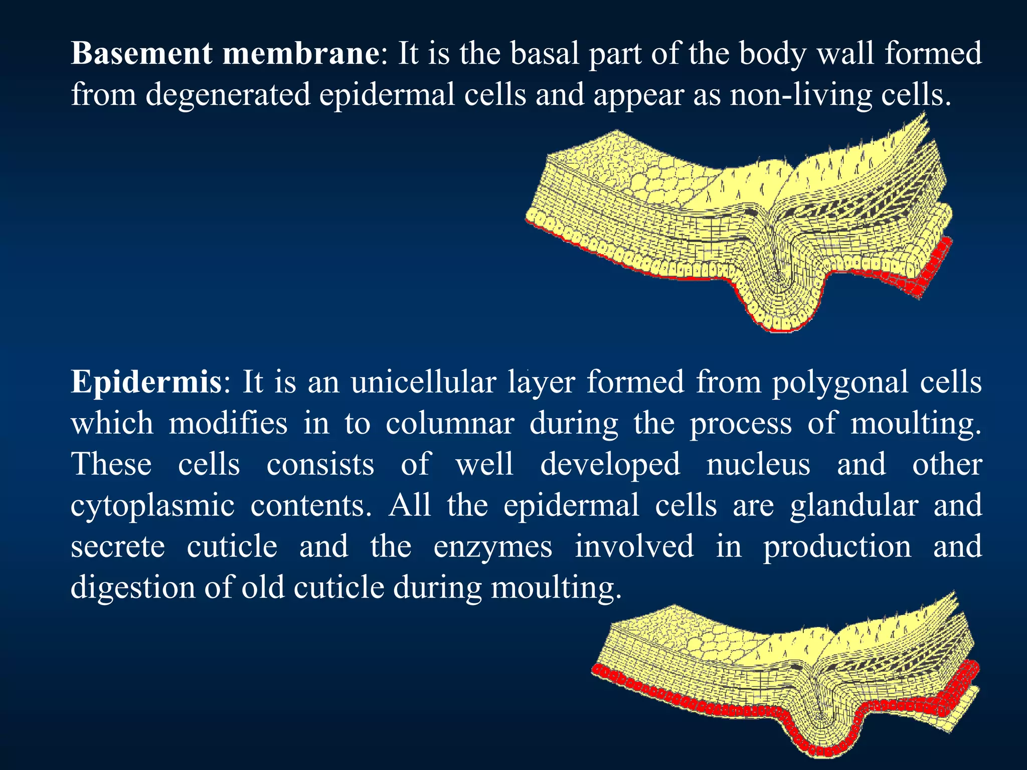 Lec. 5 insect cuticles.ppt