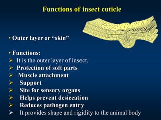 Lec. 5 insect cuticles.ppt