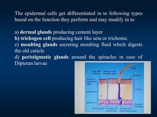 Lec. 5 insect cuticles.ppt