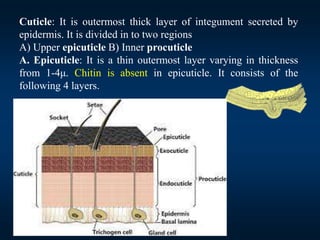Lec. 5 insect cuticles.ppt