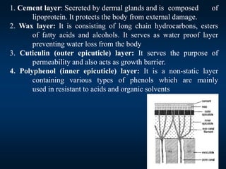 Lec. 5 insect cuticles.ppt