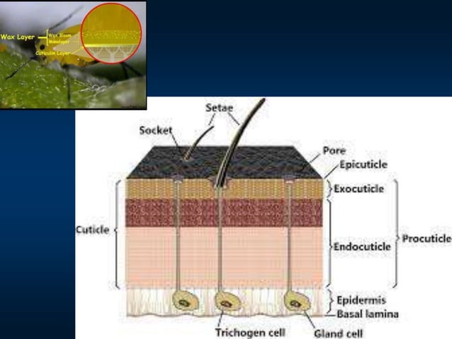 Lec. 5 insect cuticles.ppt