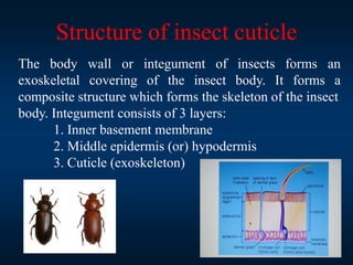 Lec. 5 insect cuticles.ppt