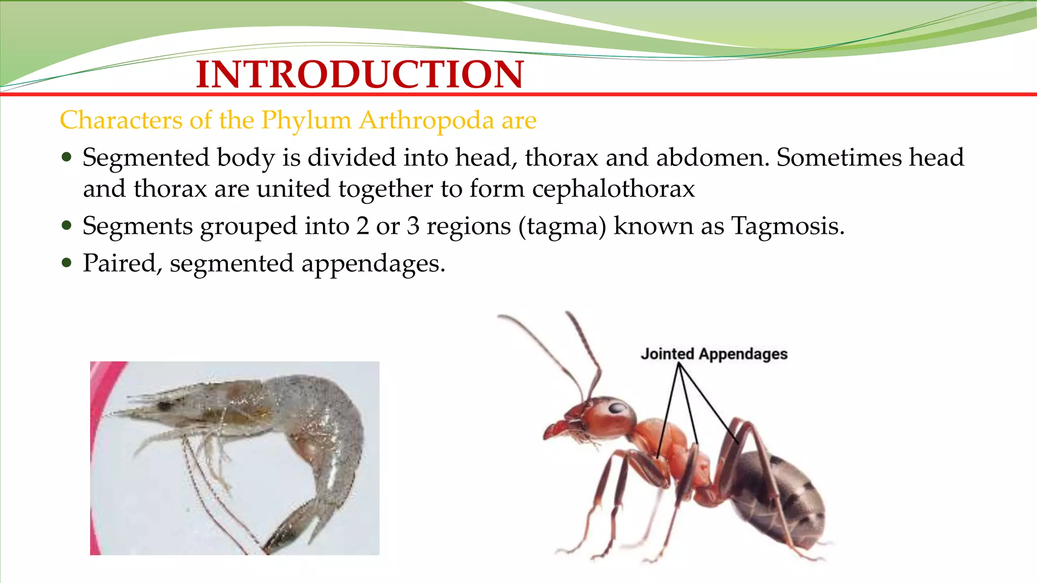 Lec. 3 classification of phylum.ppt